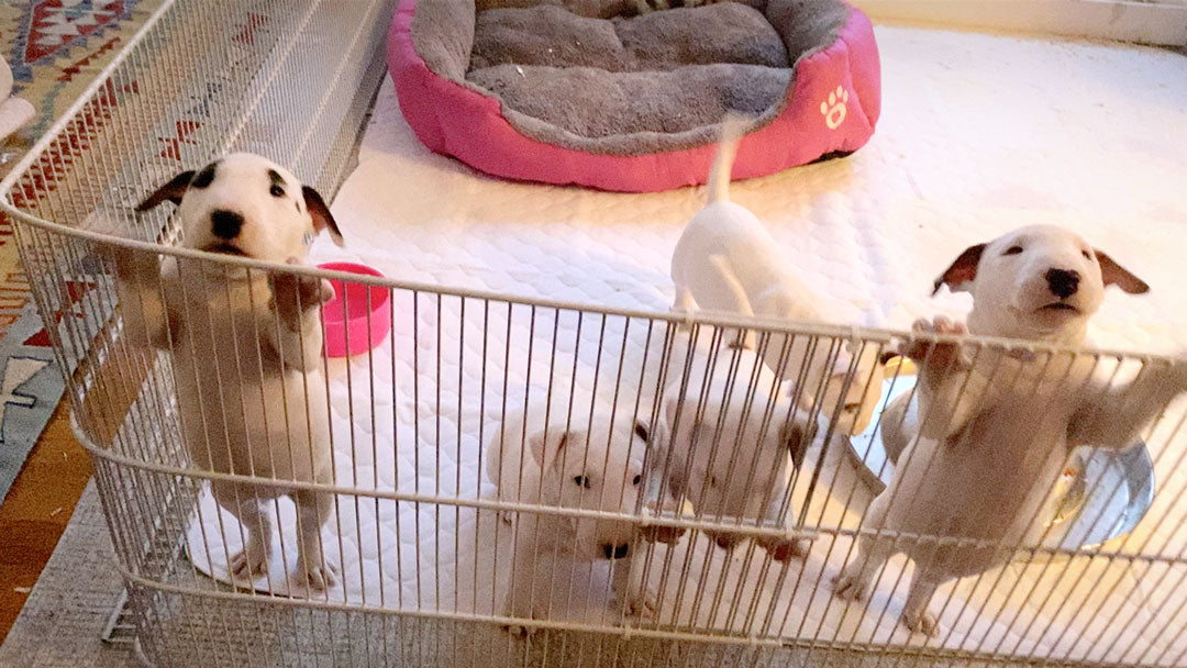 Attention Monster Puppies – Madcap University