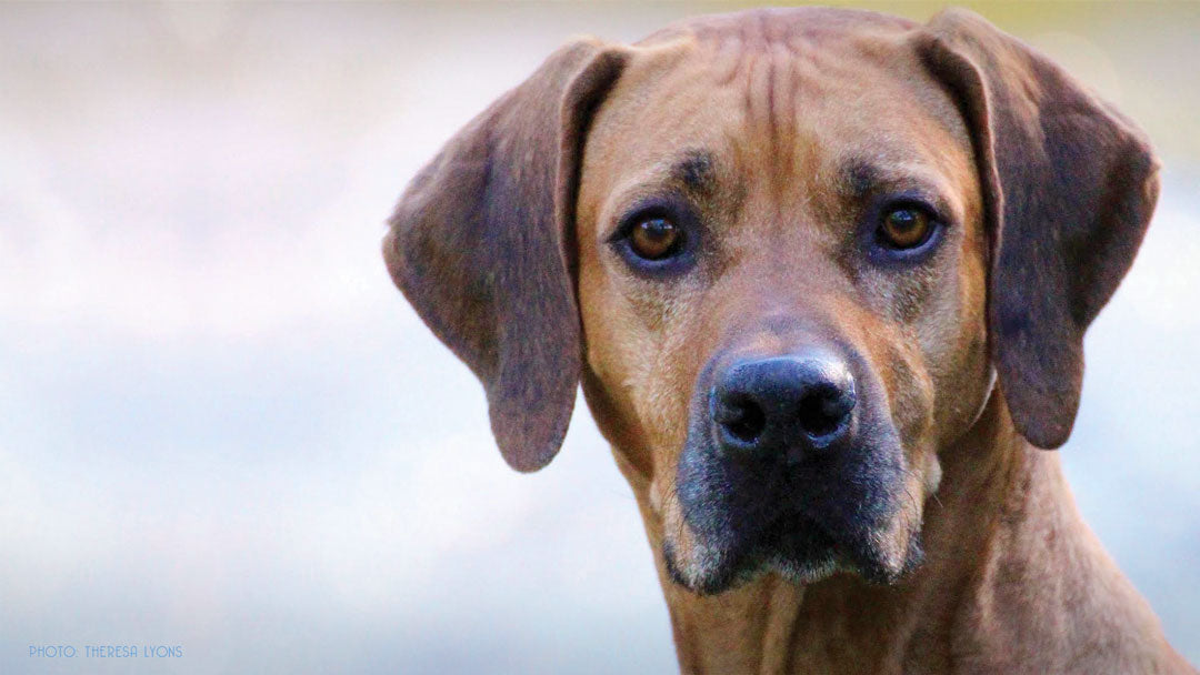 Shape Shifting Genes - The Surprising Third Side of the Nature Vs. Nur ...