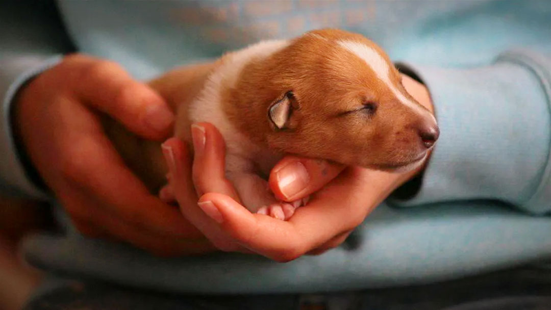 Ovulation Timing and Preventing Fading Puppies – Madcap University